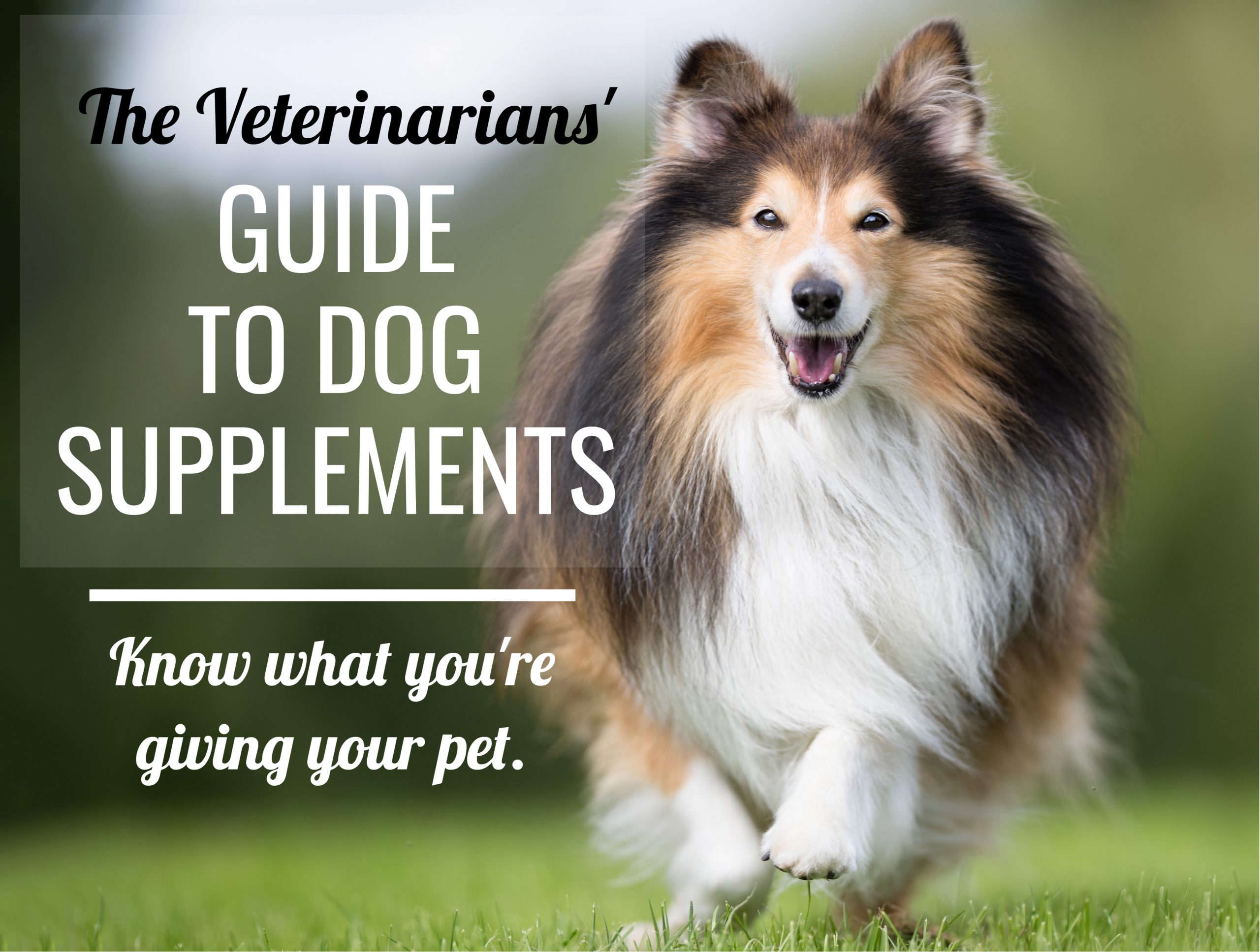 The Veterinarians’ Guide to Dog Supplements: Know What You’re Giving ...